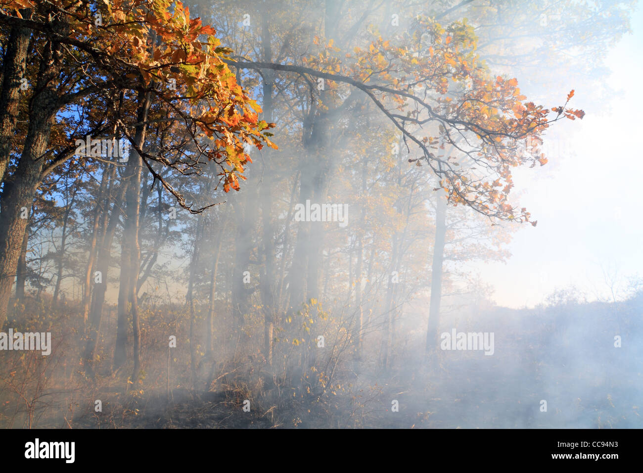 Thick smoke in forest hi-res stock photography and images - Alamy