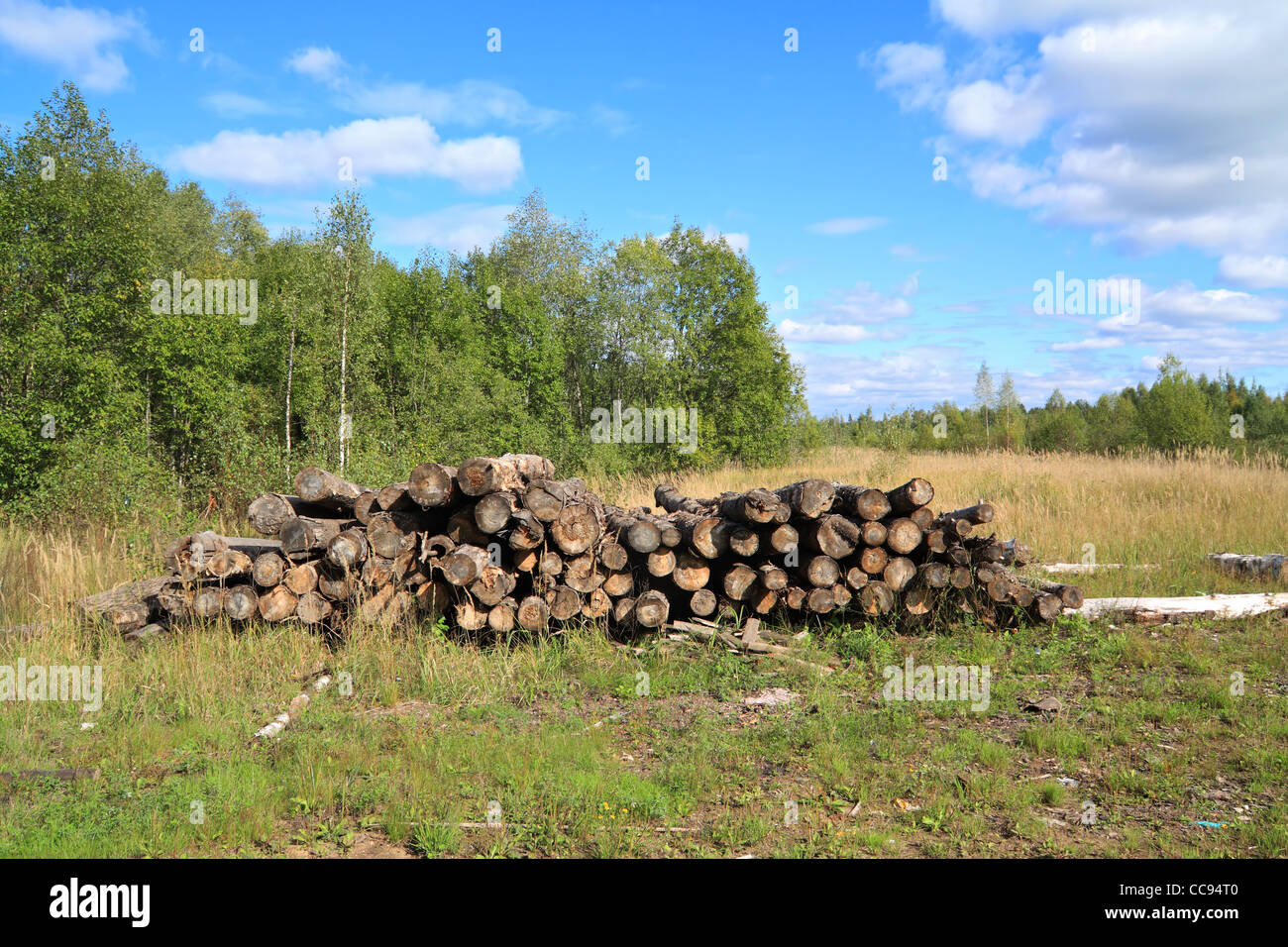 sawn up tree Stock Photo - Alamy