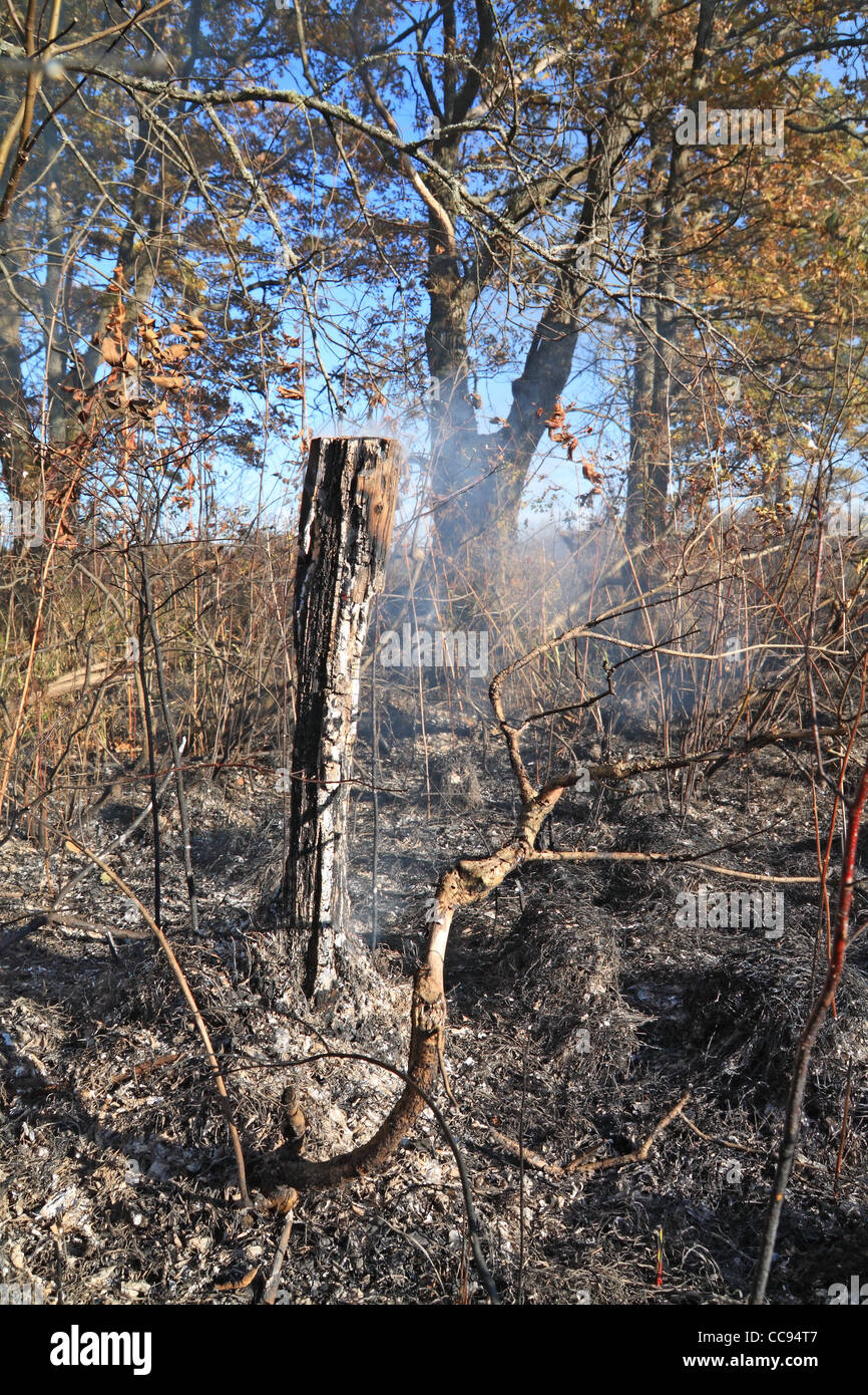 wood after fire Stock Photo - Alamy