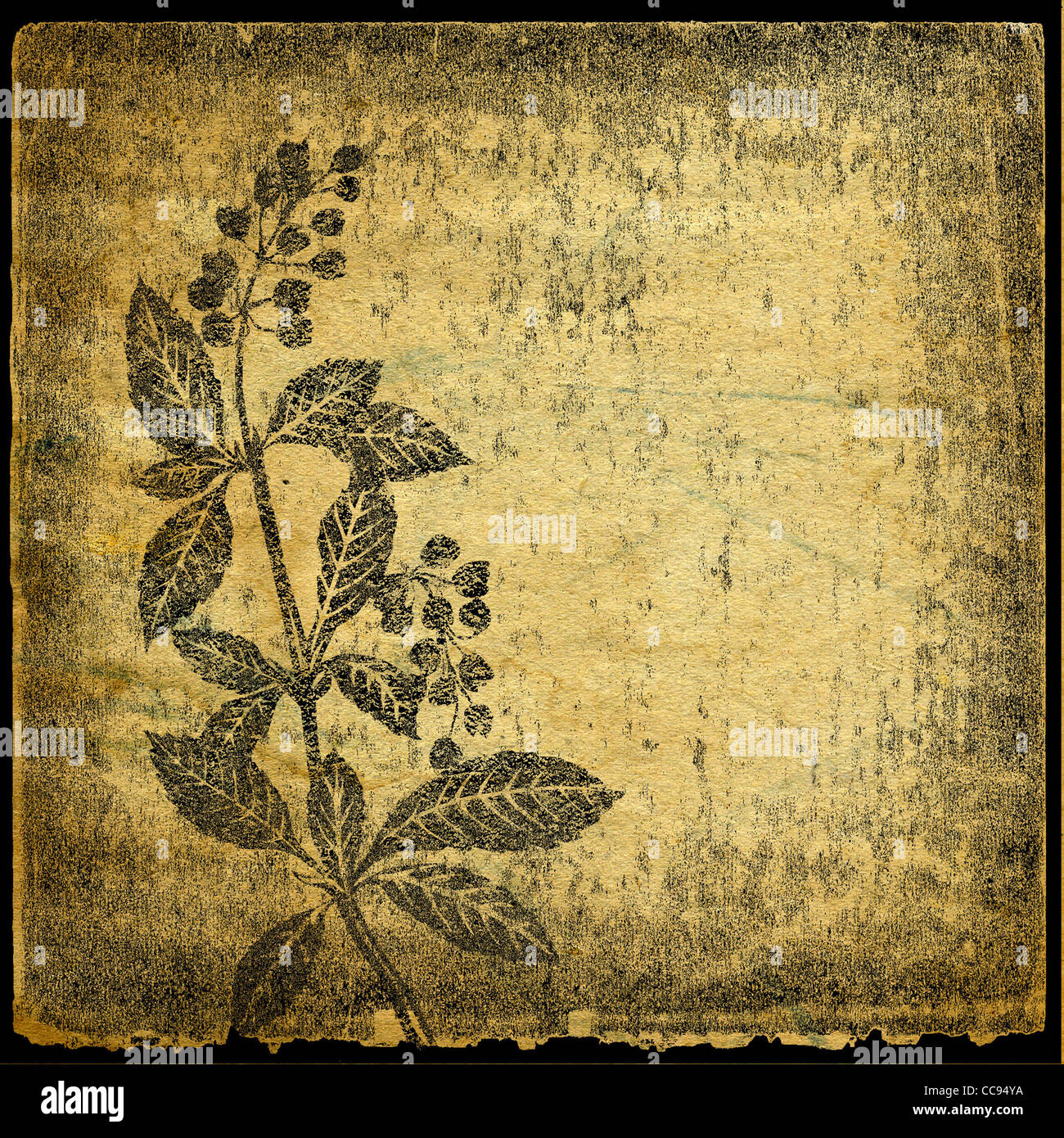 Herb manuscript hi-res stock photography and images - Alamy
