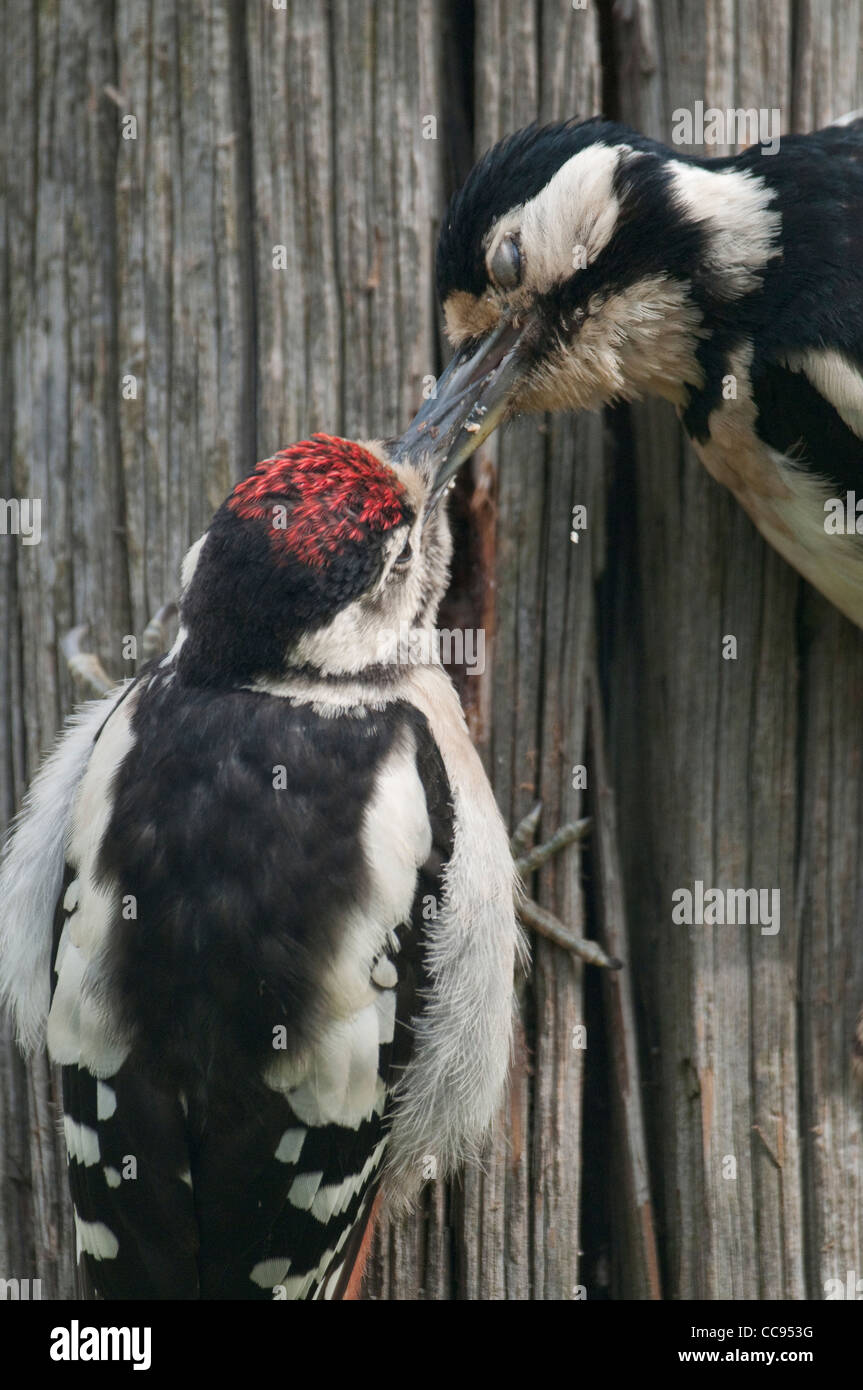 Great spotted woodpecker (Dendrocopos major) feeding fledgling Stock ...
