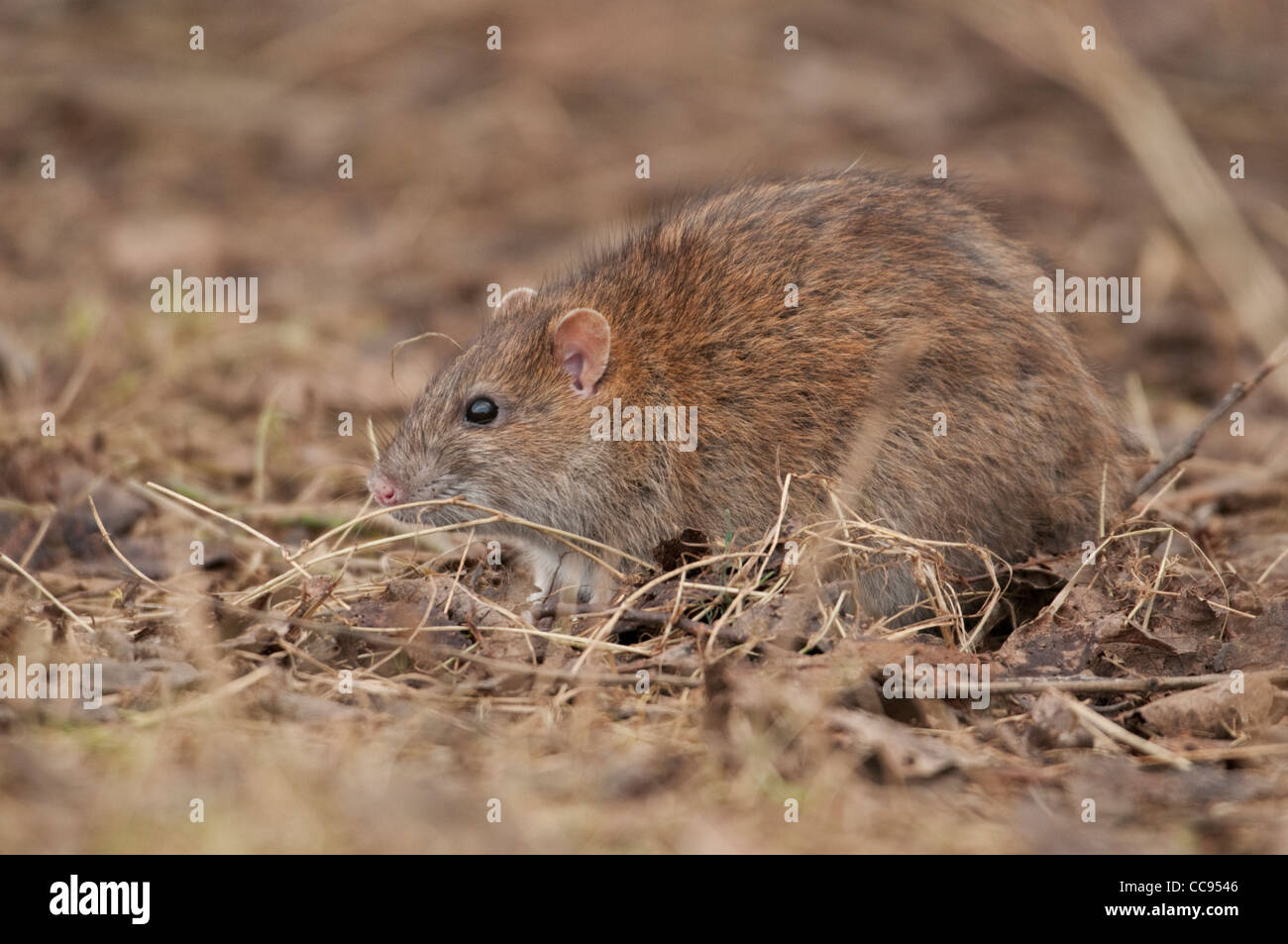 Brown rat (Rattus norvegicus Stock Photo - Alamy