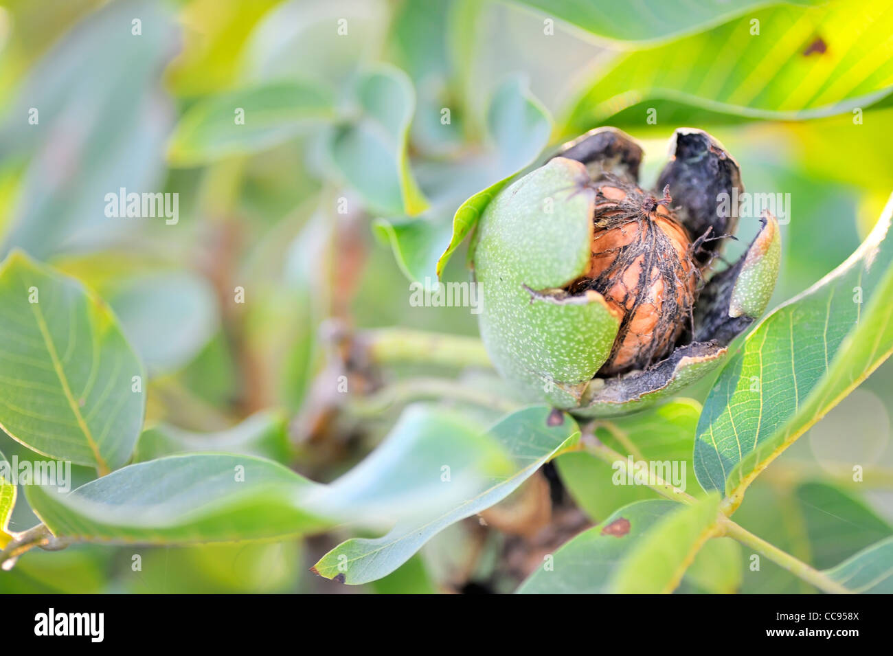 Walnut coat hi-res stock photography and images - Alamy