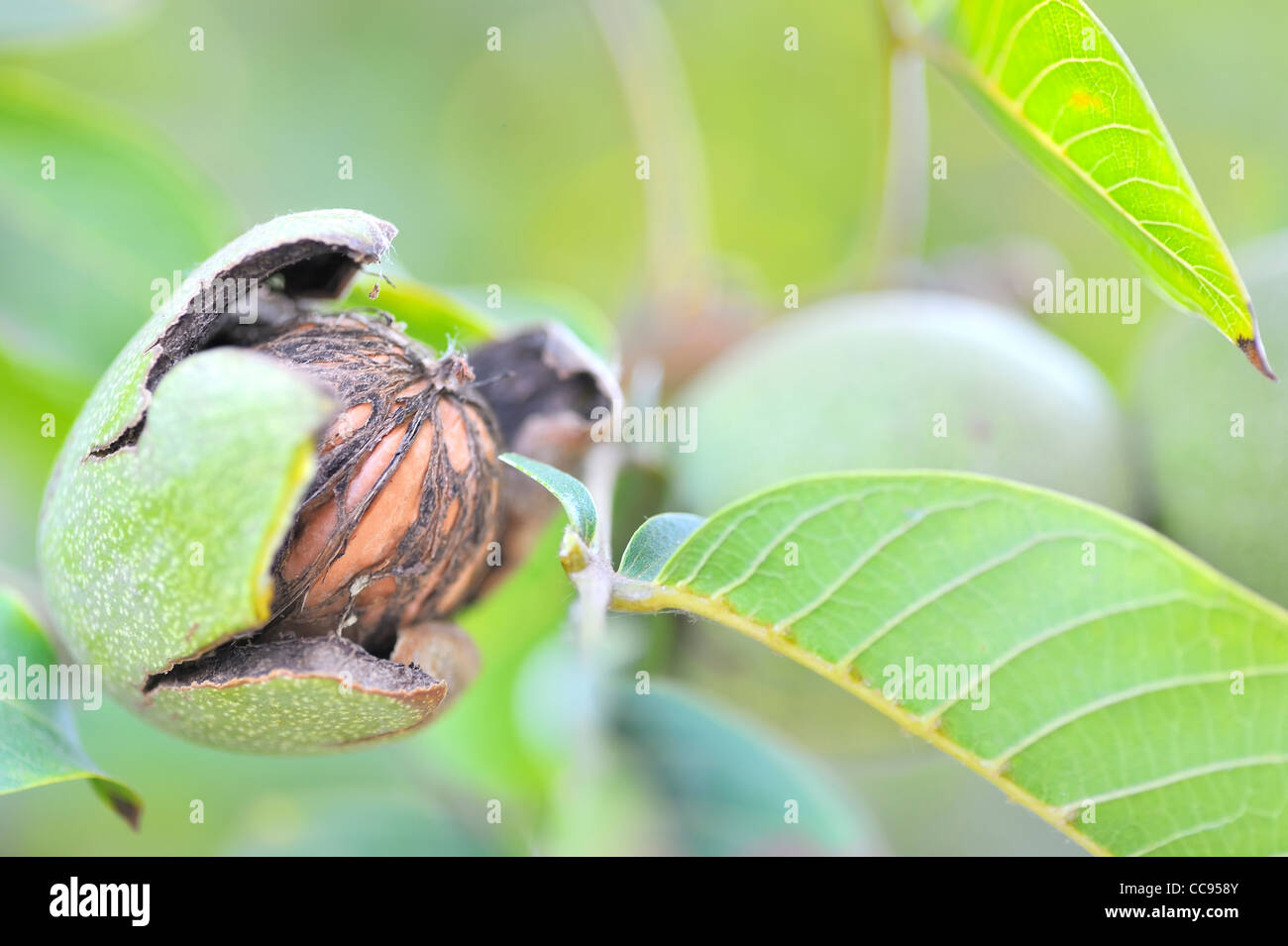 Walnut coat hi-res stock photography and images - Alamy