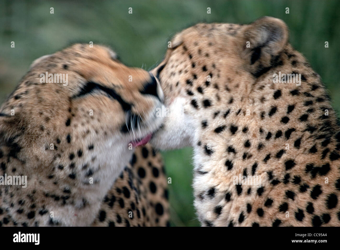 Couple of cheetahs washing Stock Photo - Alamy
