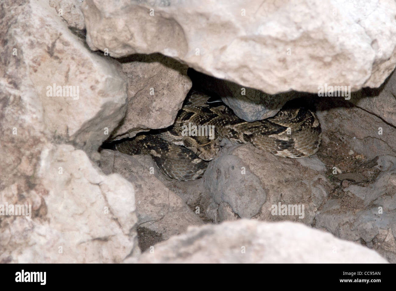 Close up of puff adder, Namibia Stock Photo - Alamy