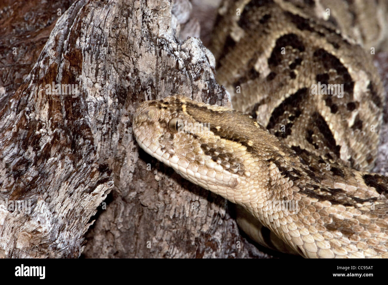 Close up of puff adder, Namibia Stock Photo - Alamy