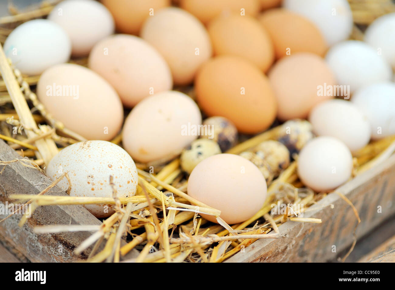 Natural eggs in nest close up Stock Photo - Alamy