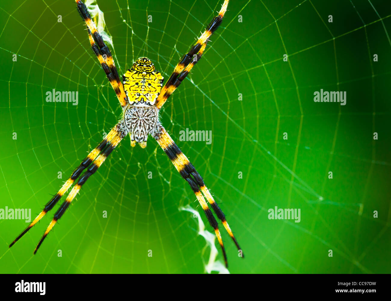 Black and Yellow Garden Spider Stock Photo - Alamy