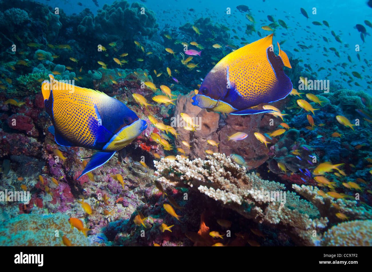 Blue-girdled angelfish Pomacanthus navarchus Solomons Stock Photo - Alamy