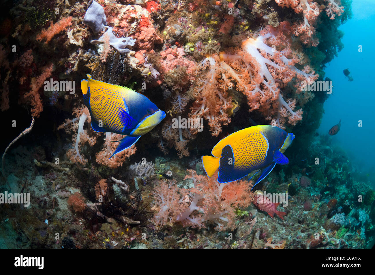 Blue-girdled angelfish (Pomacanthus navarchus) pair with soft corals ...