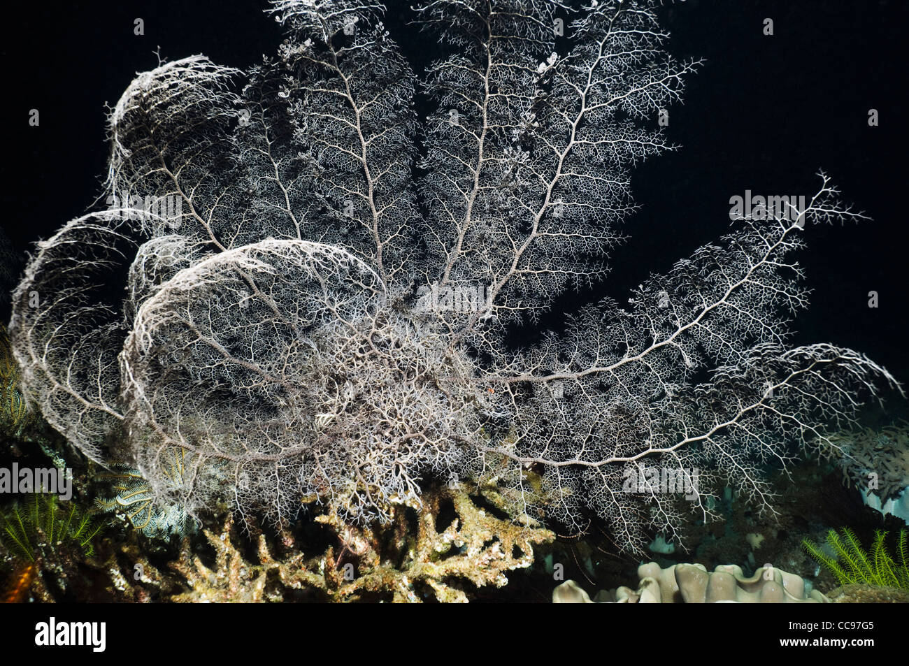 Basket star echinoderm hi-res stock photography and images - Alamy