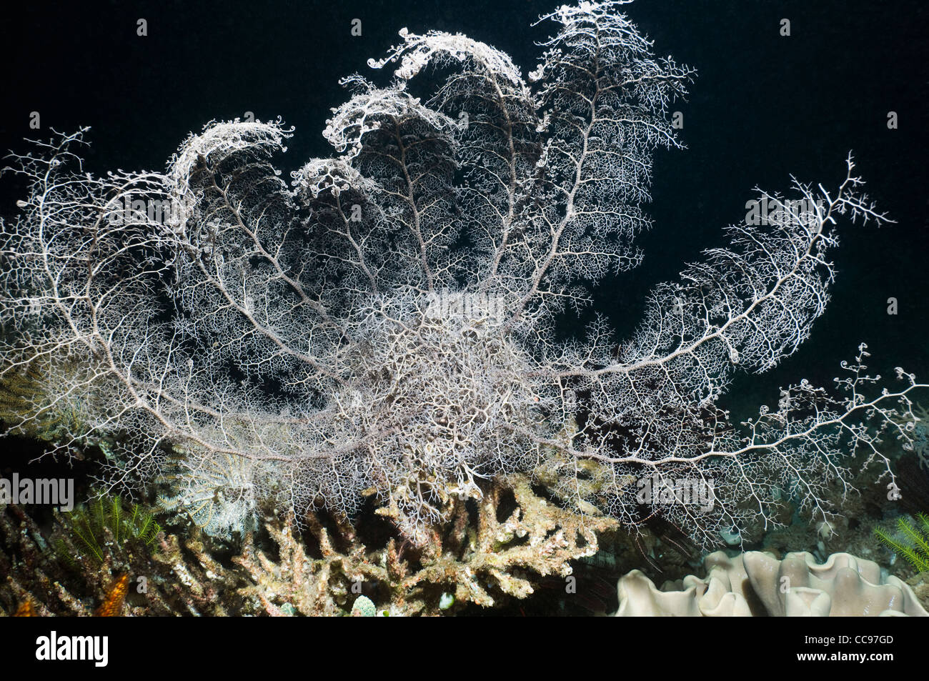 Basket star echinoderm hi-res stock photography and images - Alamy