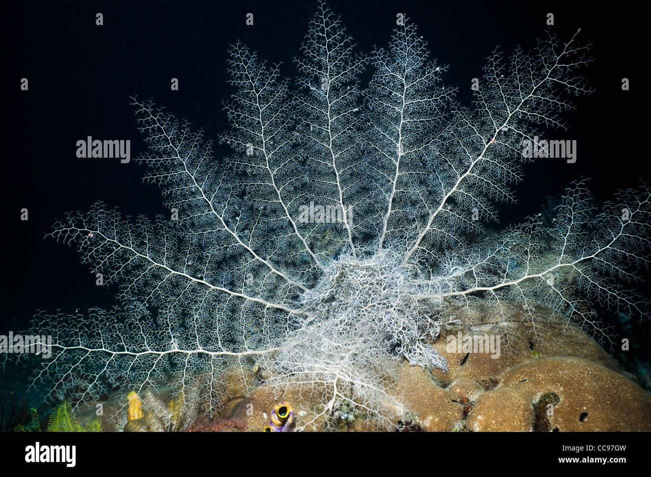 Basket Star Stock Photos & Basket Star Stock Images - Alamy
