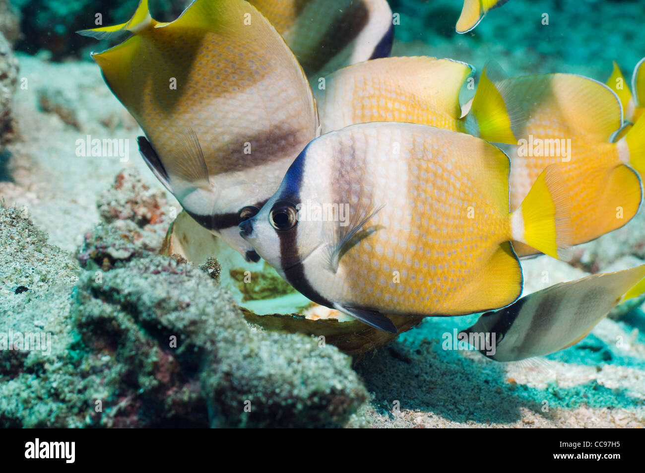 Klein's butterflyfish (Chaetodon kleinii). North Sulawesi, Indonesia ...