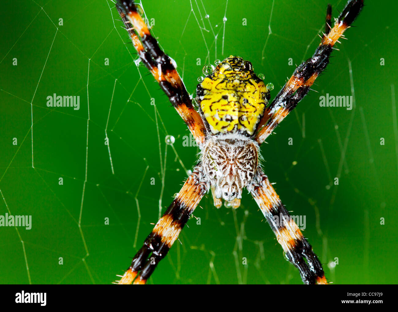 Black and Yellow Garden Spider Stock Photo - Alamy