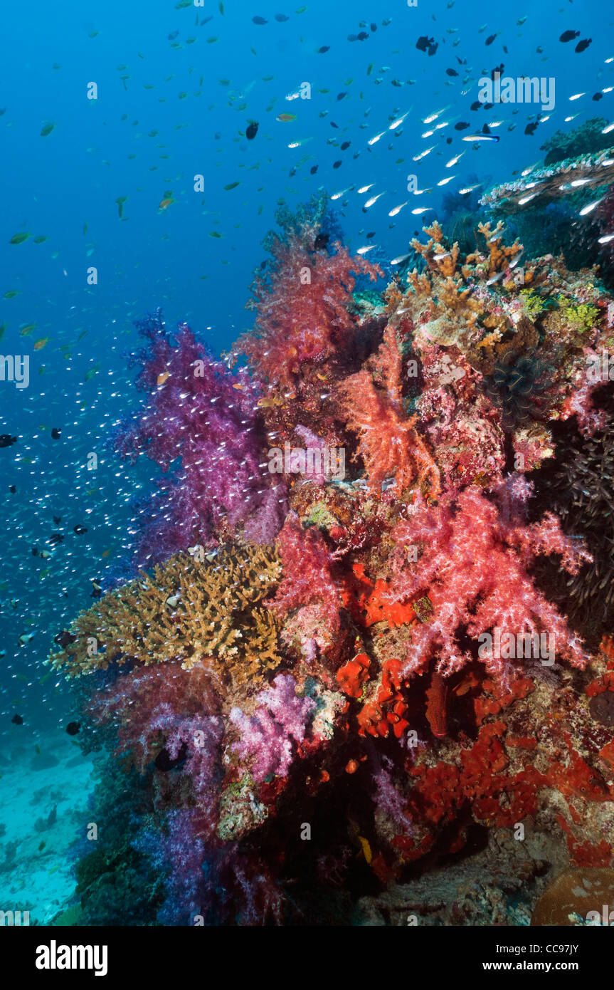 Soft corals (Dendronephthya sp) and Pygmy sweepers (Parapriacanthus) on ...