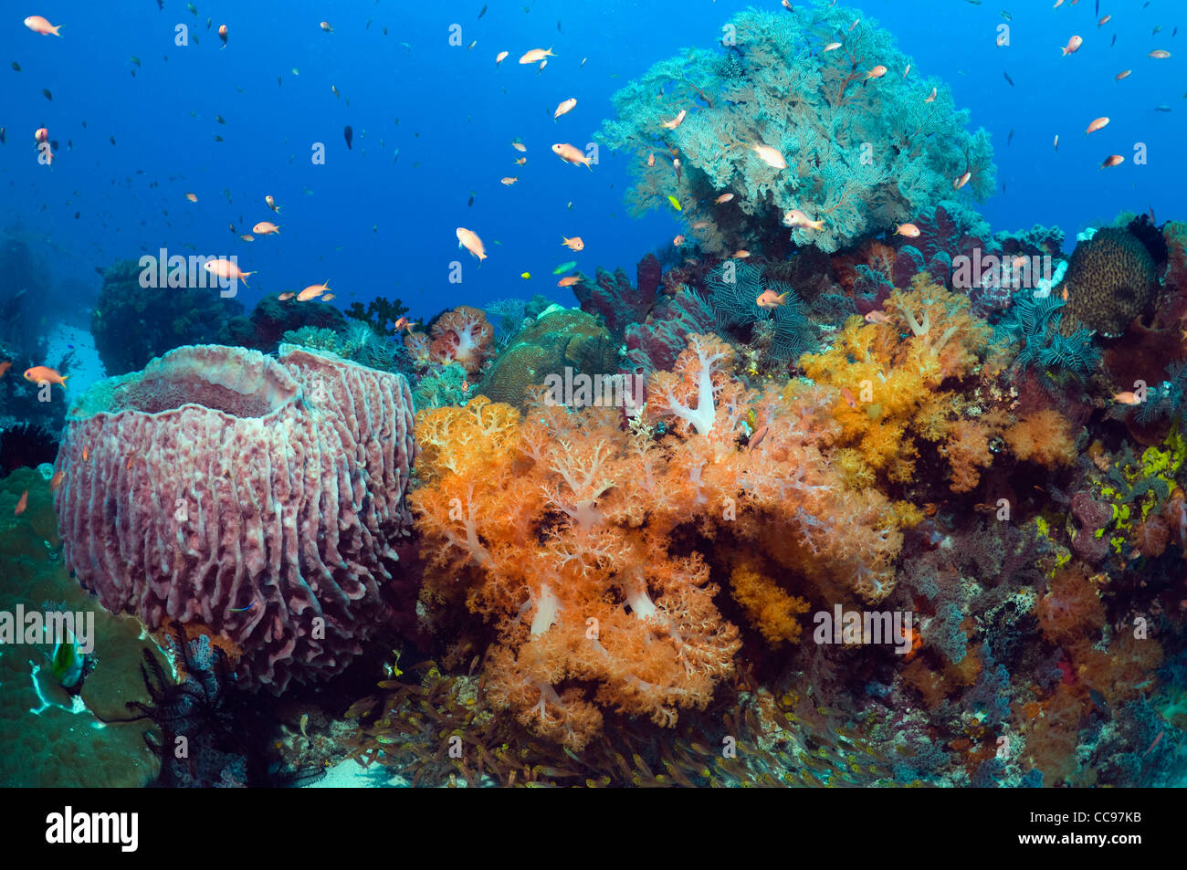 Coral reef with Barrel sponge (Xestospongia sp.) and soft coral ...