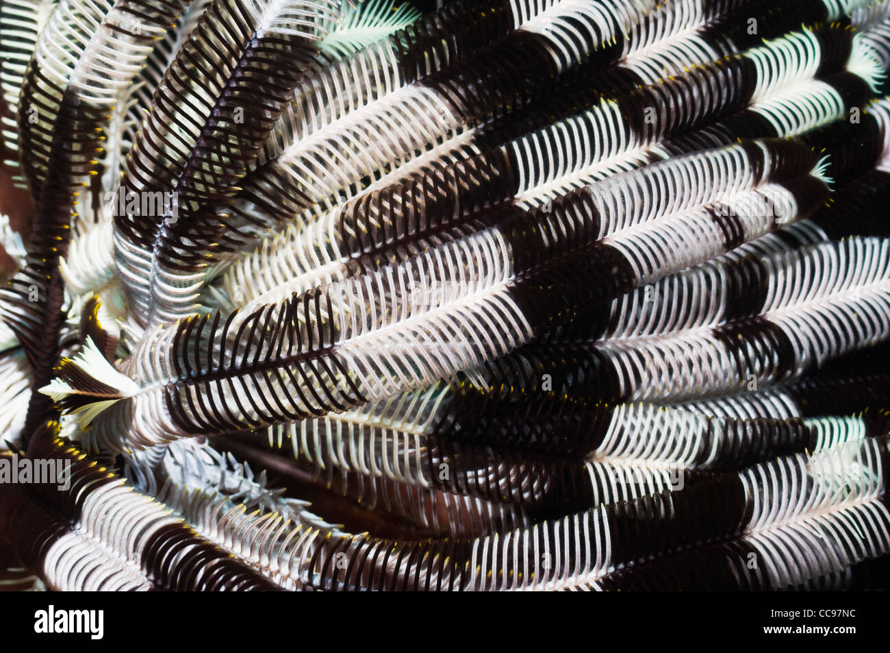 Crinoid or featherstar. Indonesia Stock Photo - Alamy