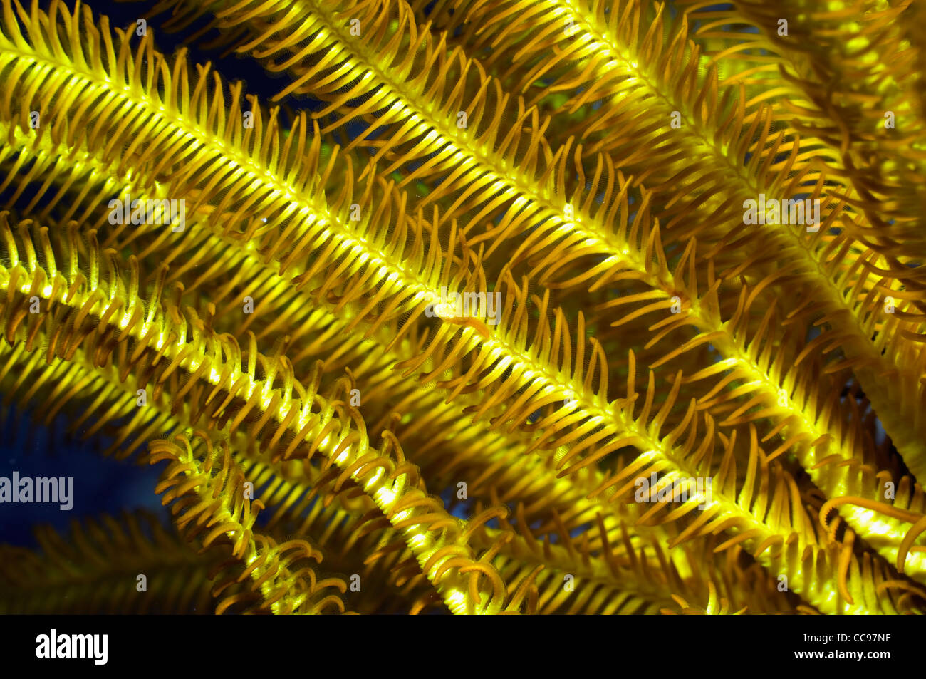 Yellow crinoid hi-res stock photography and images - Alamy