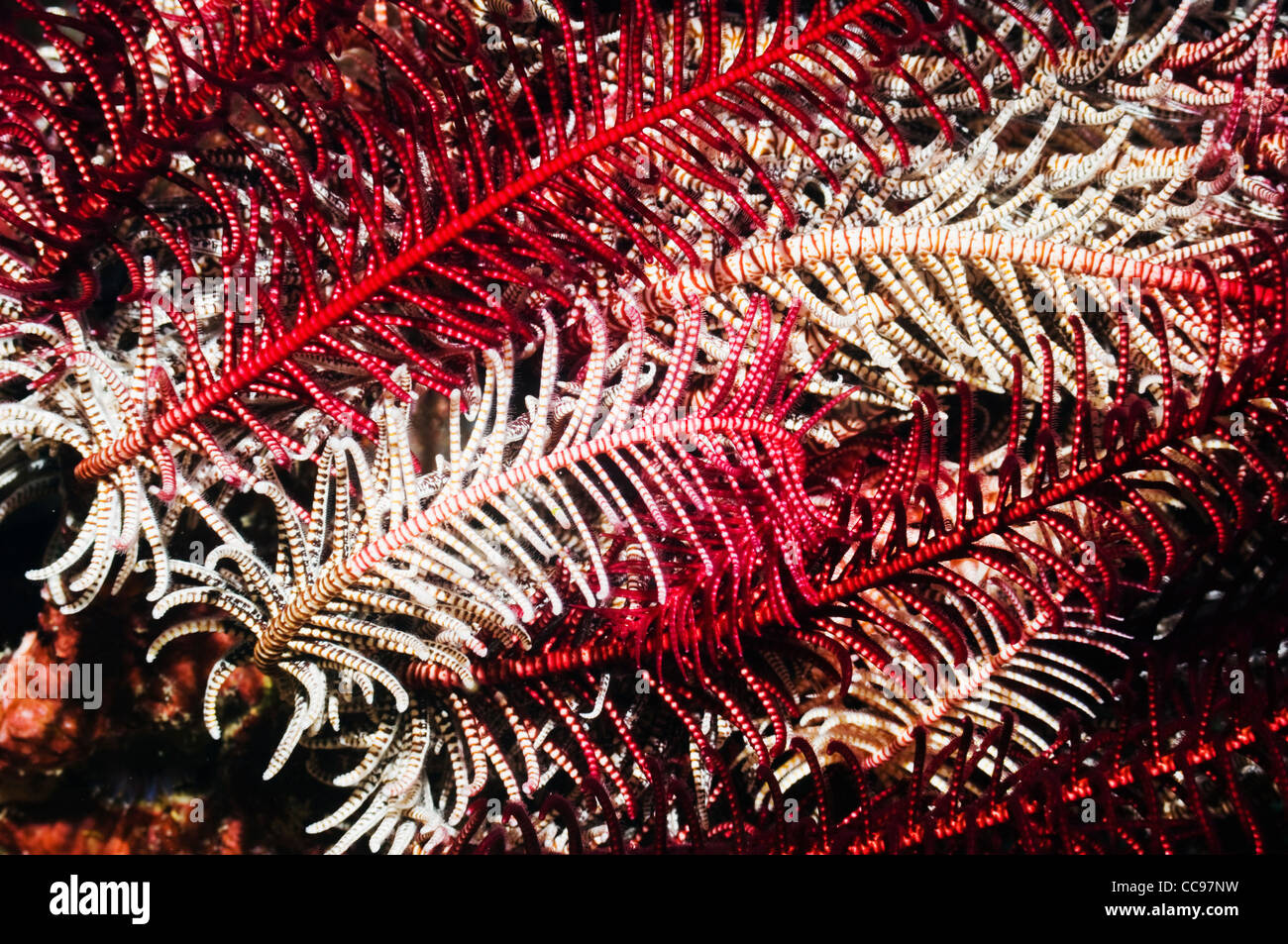 Crinoid or featherstar Stock Photo - Alamy