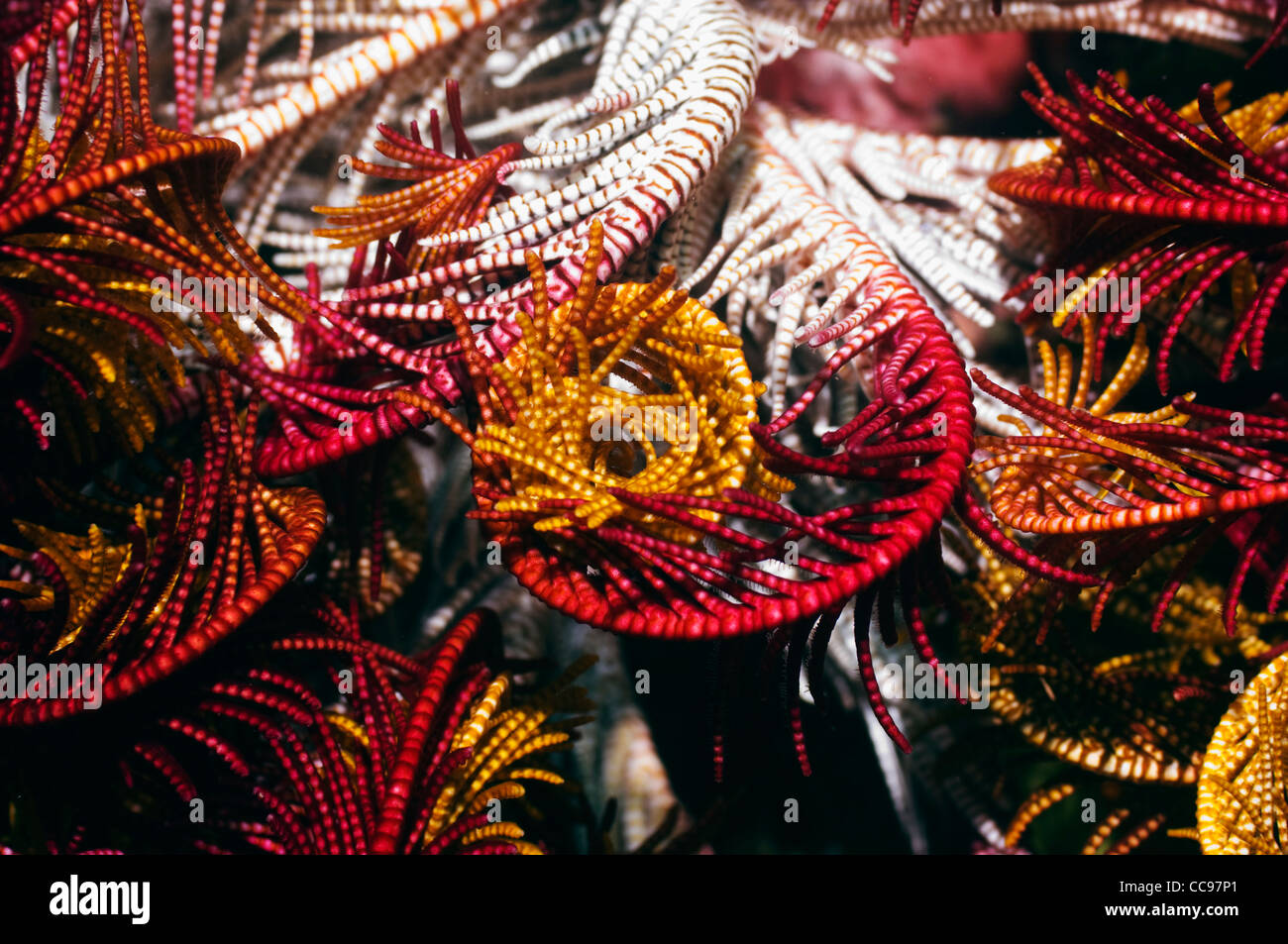 Curled feather hi-res stock photography and images - Alamy