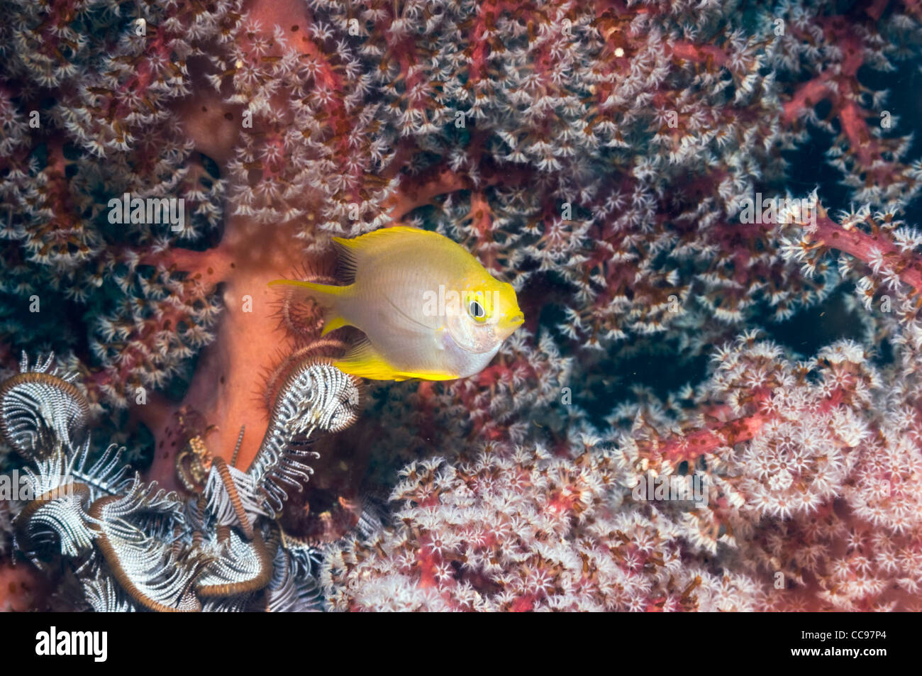 Golden damsel (Amblyglyphidodon aureus) juvenile with soft coral ...