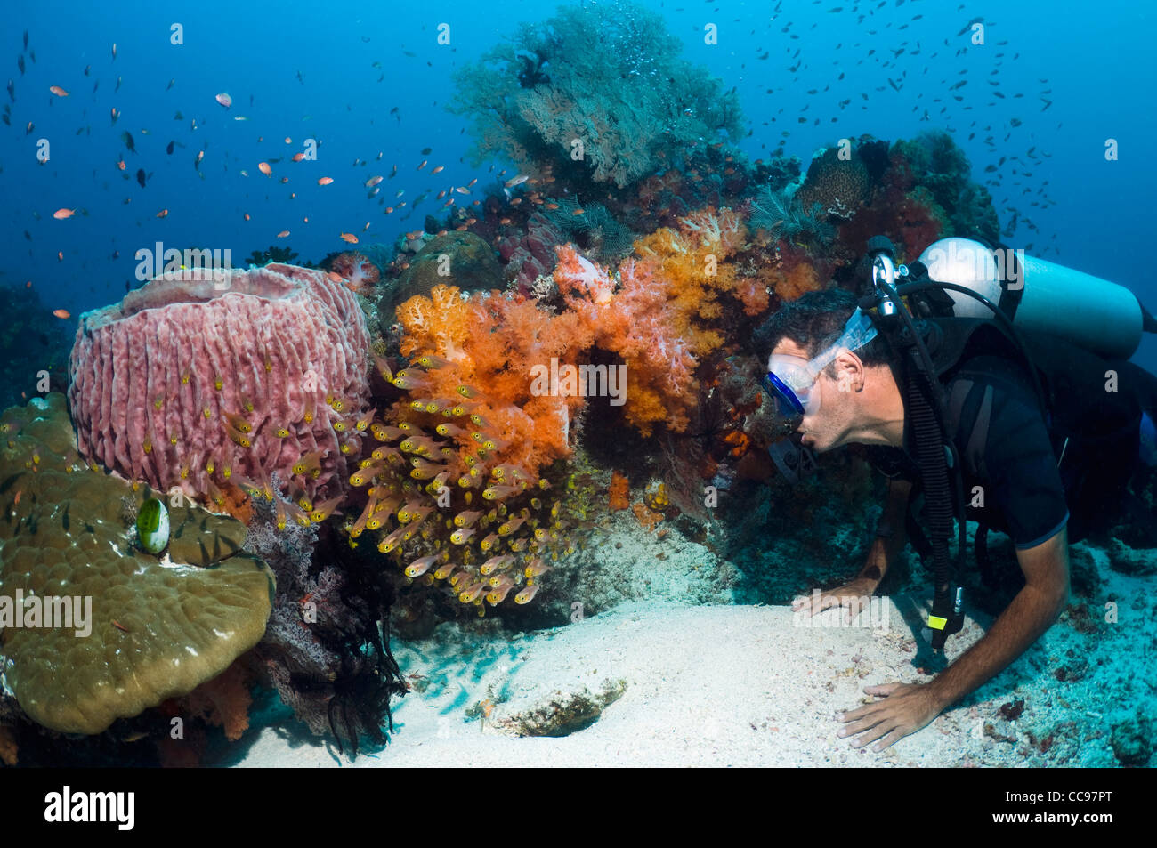 Diver on Coral reef watching a school of sweepers with soft coral ...
