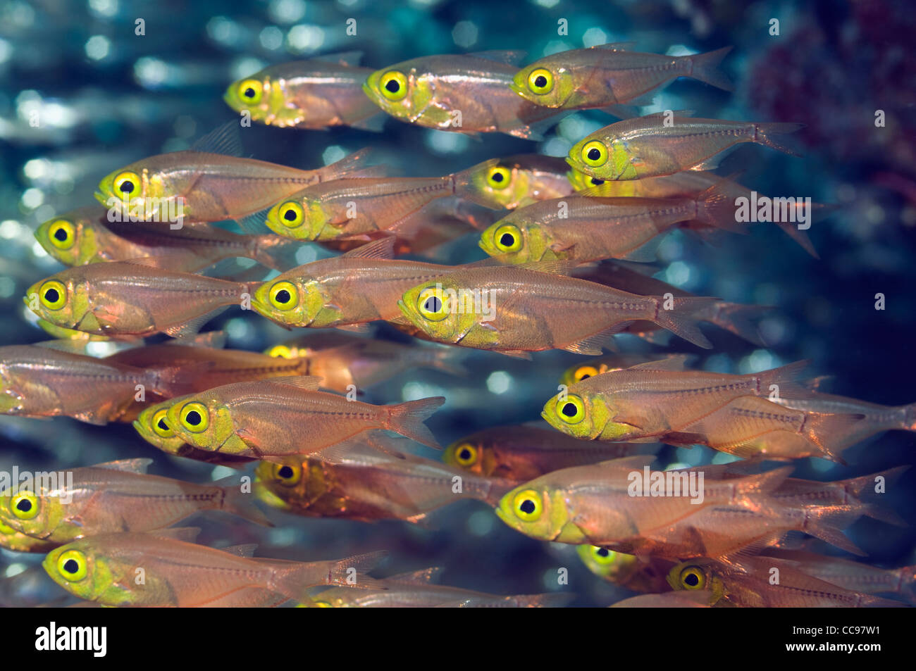 Pygmy sweepers (Parapriacanthus ransonetti). Andaman Sea, Thailand ...