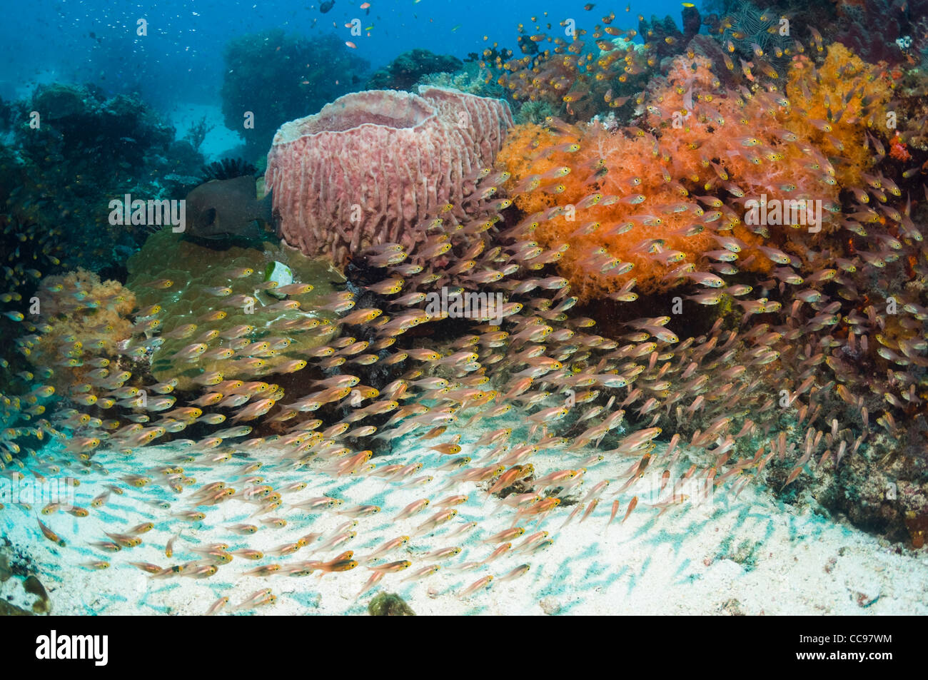 Coral reef with school of sweepers (Parapriacanthus ransonetti). Komodo ...