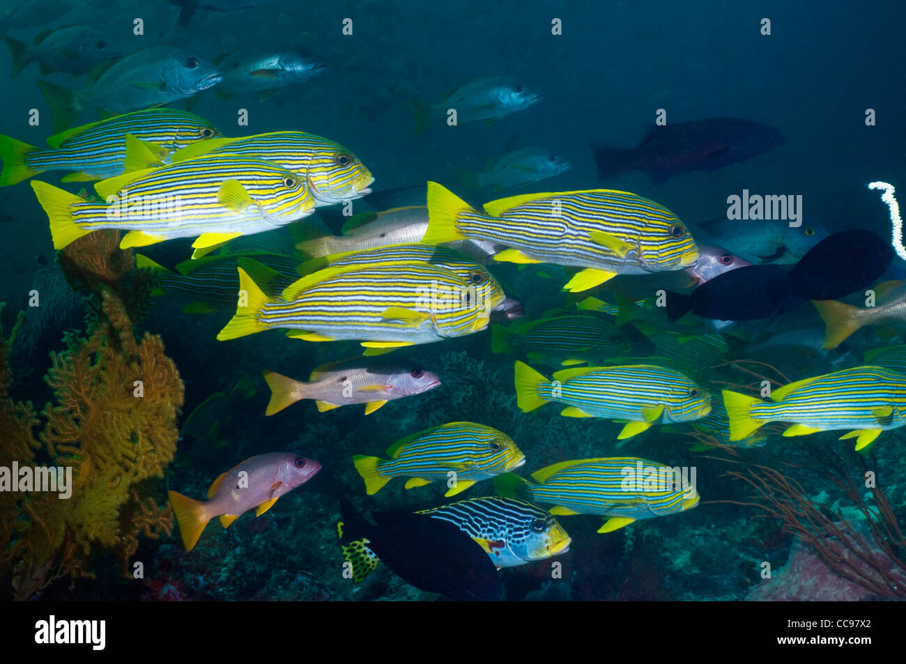 Ribbon sweetlips (Plectorhinchus albovittatus). Indonesia Stock Photo ...