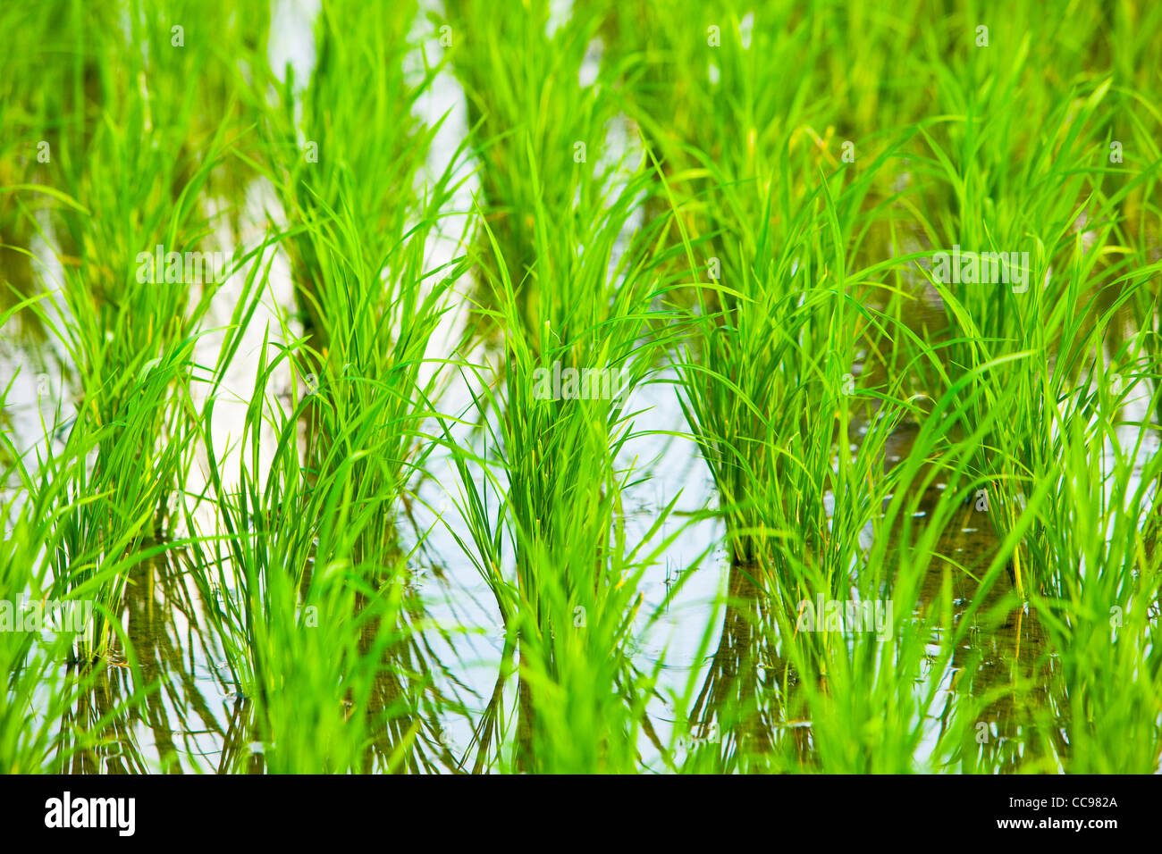 Rice Field in Asia Stock Photo - Alamy