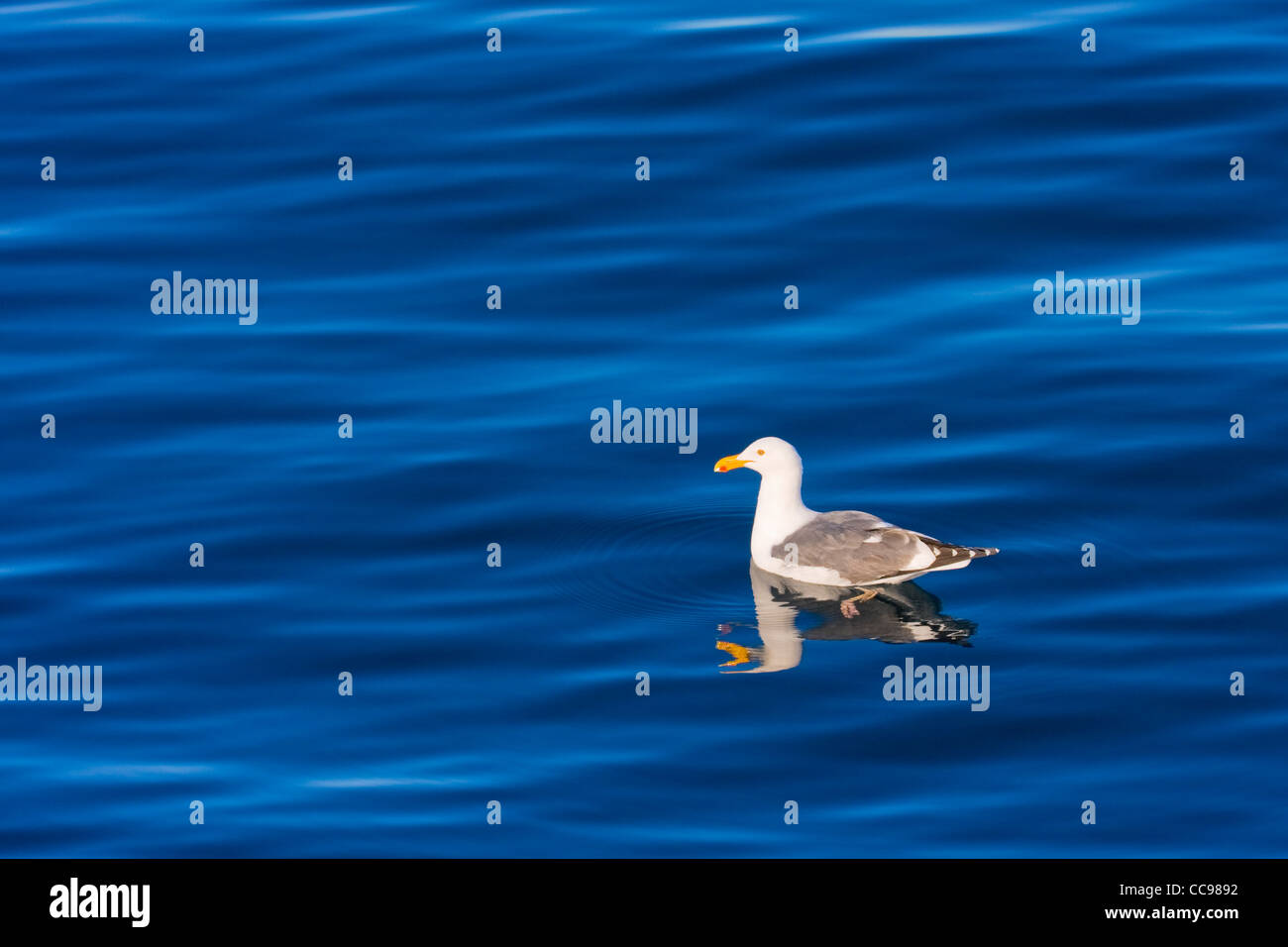 Seagull Floating in the Ocean Stock Photo - Alamy