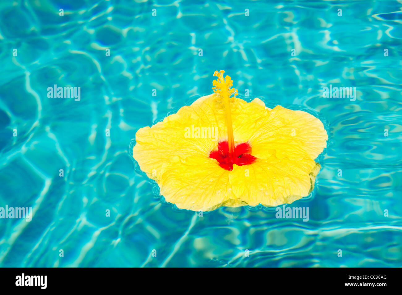 Colorful Flower Floating in Pool Stock Photo - Alamy