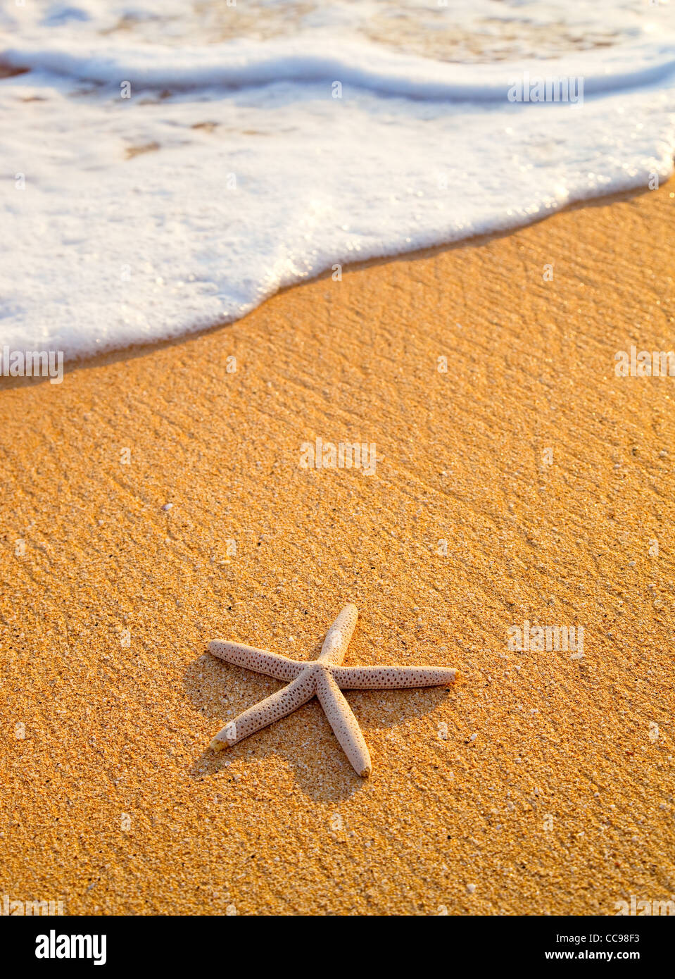 Star Fish on the Beach Stock Photo - Alamy