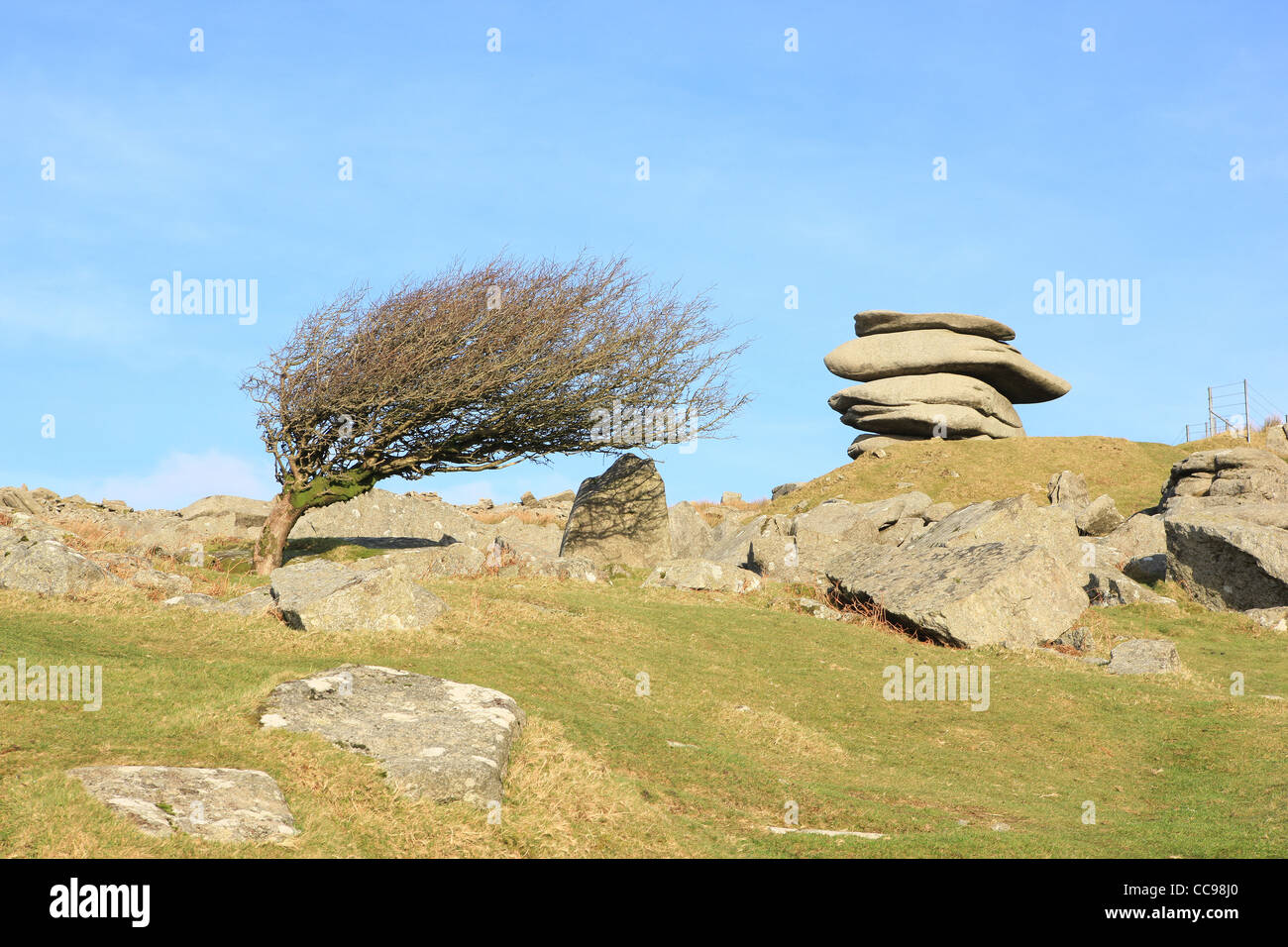A tree shaped by the wind on Bodmin Moor at the Cheesewring stones ...