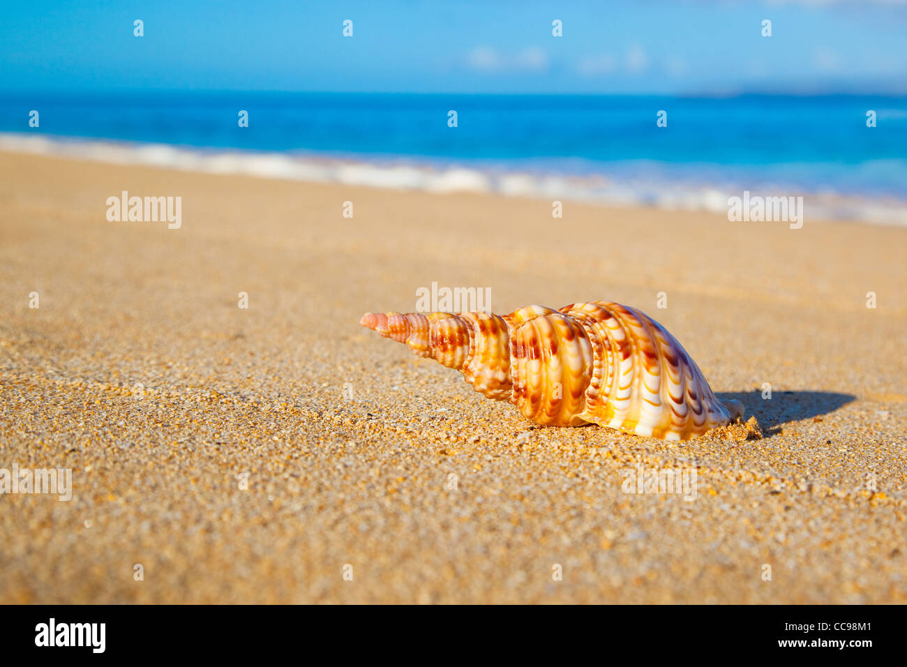Shell on the Beach Stock Photo - Alamy