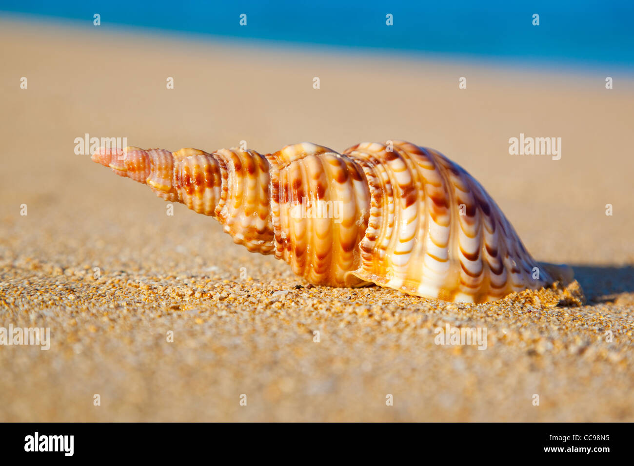 Shell on the Beach Stock Photo - Alamy