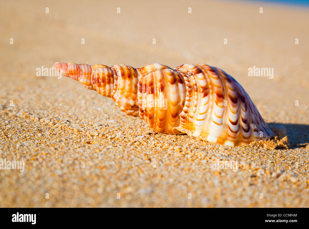 Shell on Exotic Beach Stock Photo - Alamy