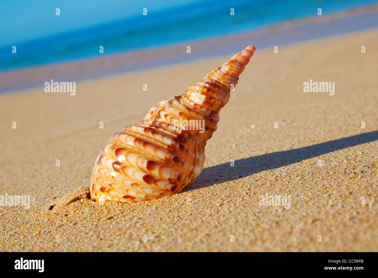 Shell on the Beach Stock Photo - Alamy