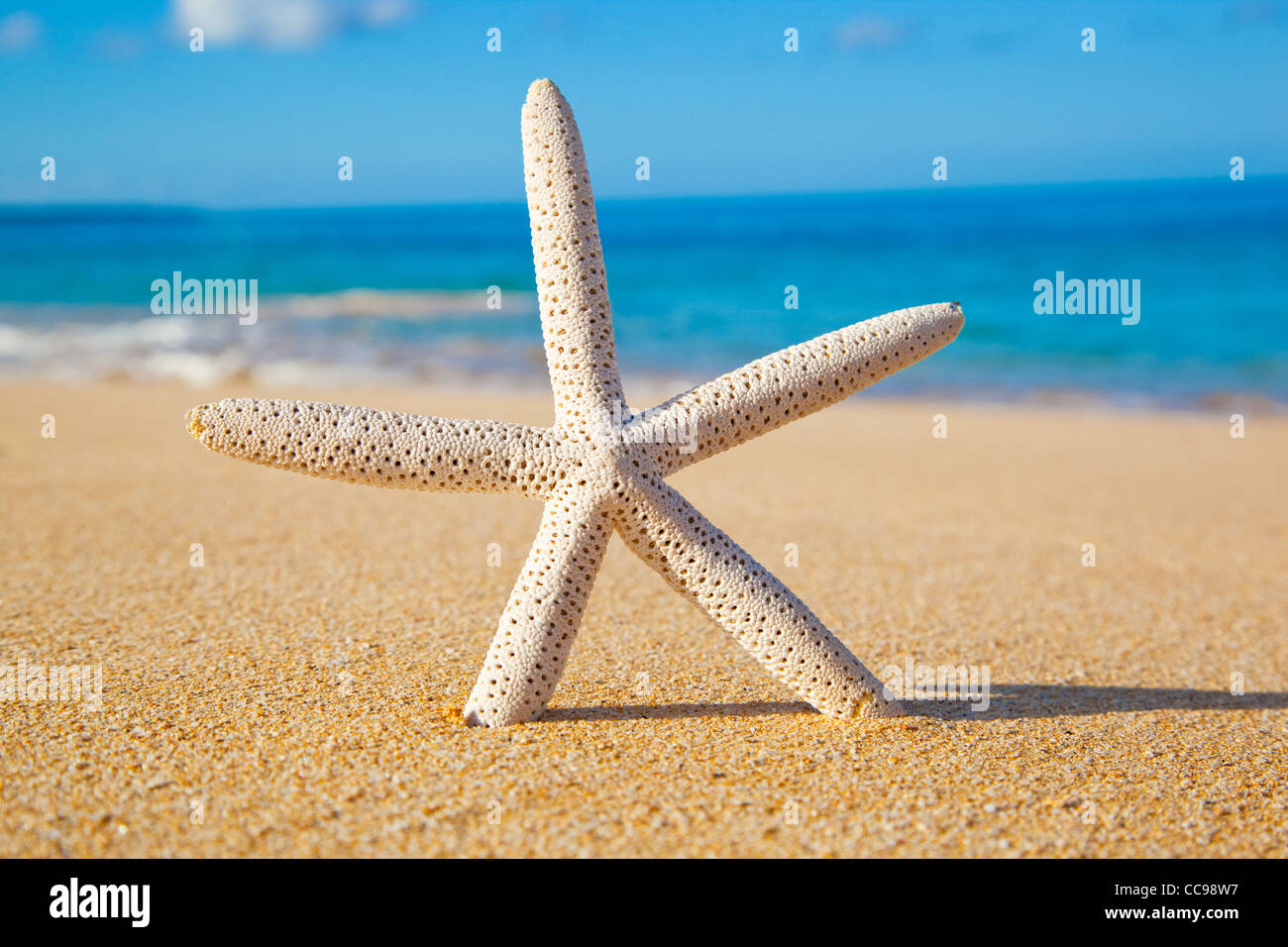 Star Fish on the Beach Stock Photo - Alamy