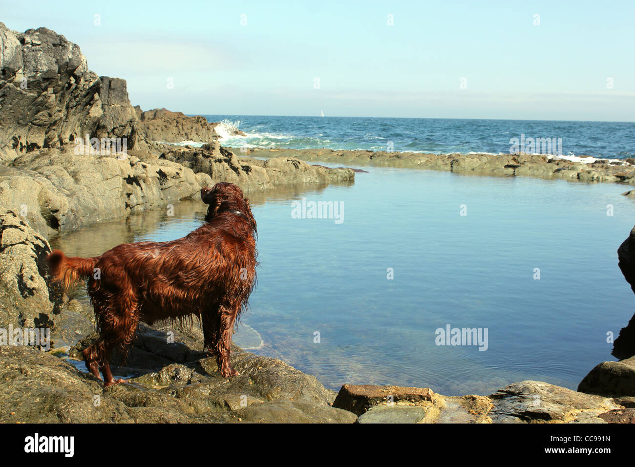 rock pool in polperro, cornwall Stock Photo - Alamy