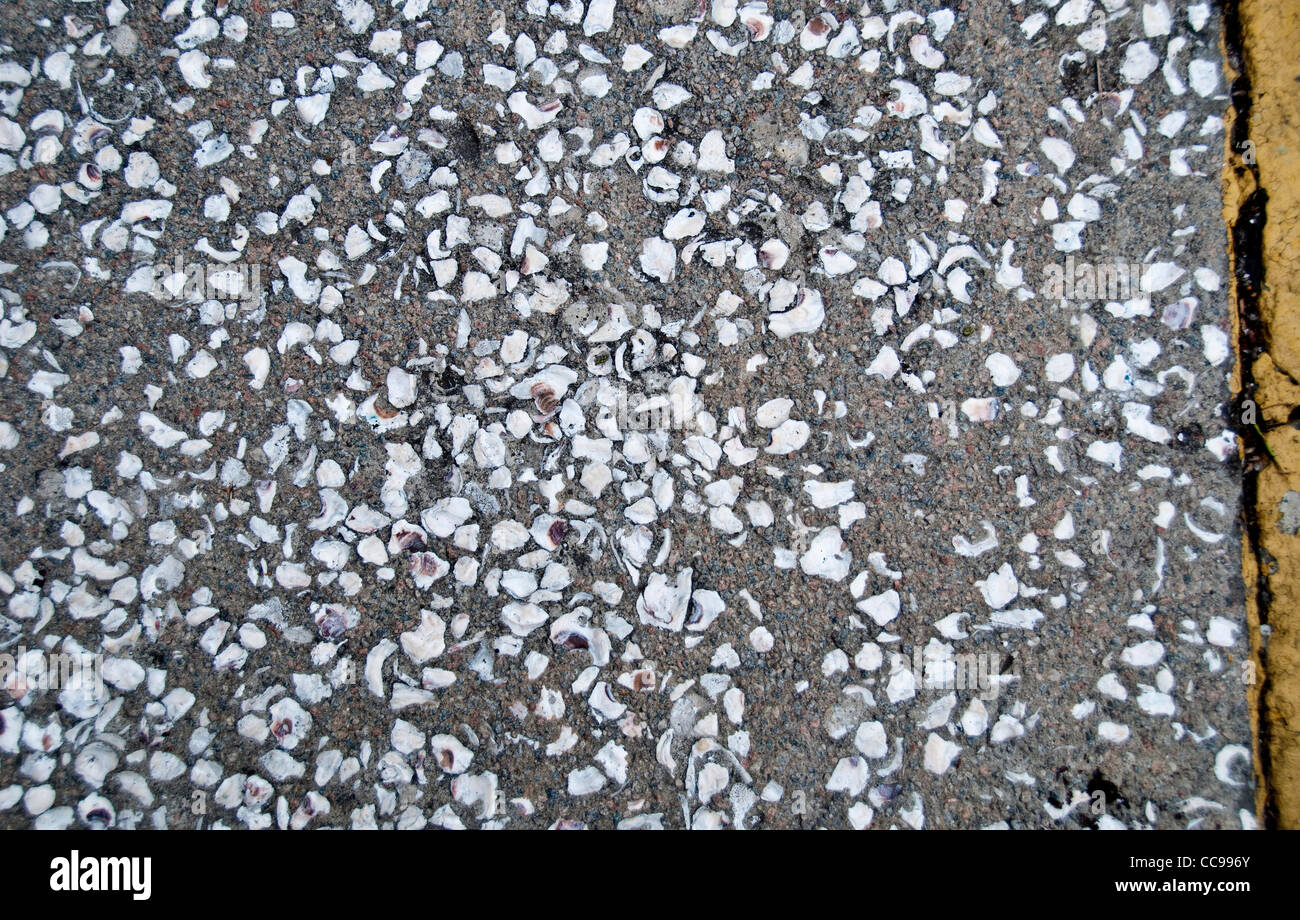 Shells in the pavement in Savannah Georgia Stock Photo - Alamy