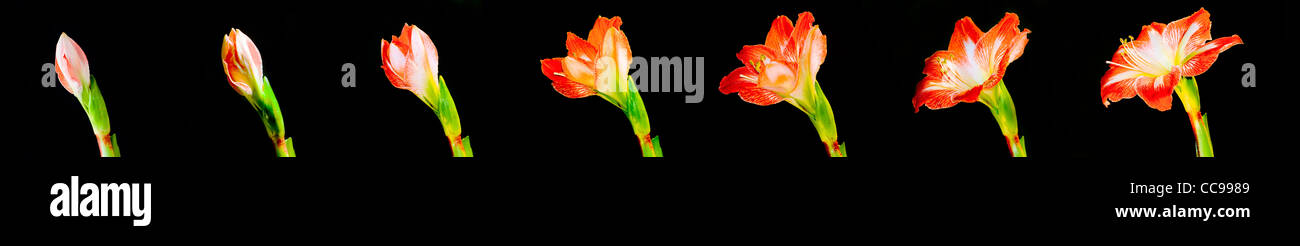 Time lapse flower hi-res stock photography and images - Alamy