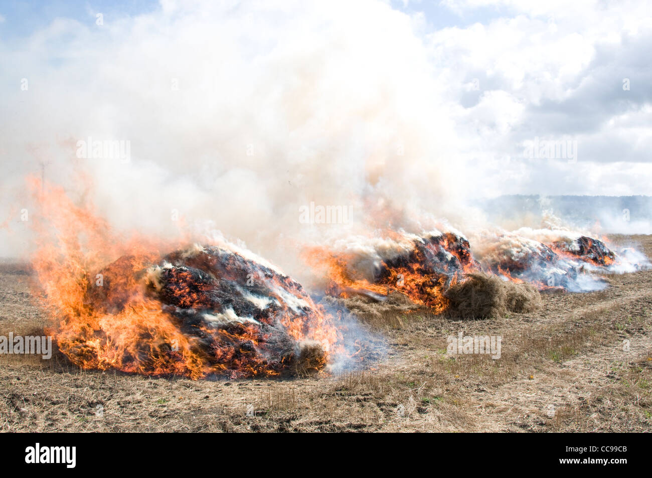 Linseed hi-res stock photography and images - Alamy