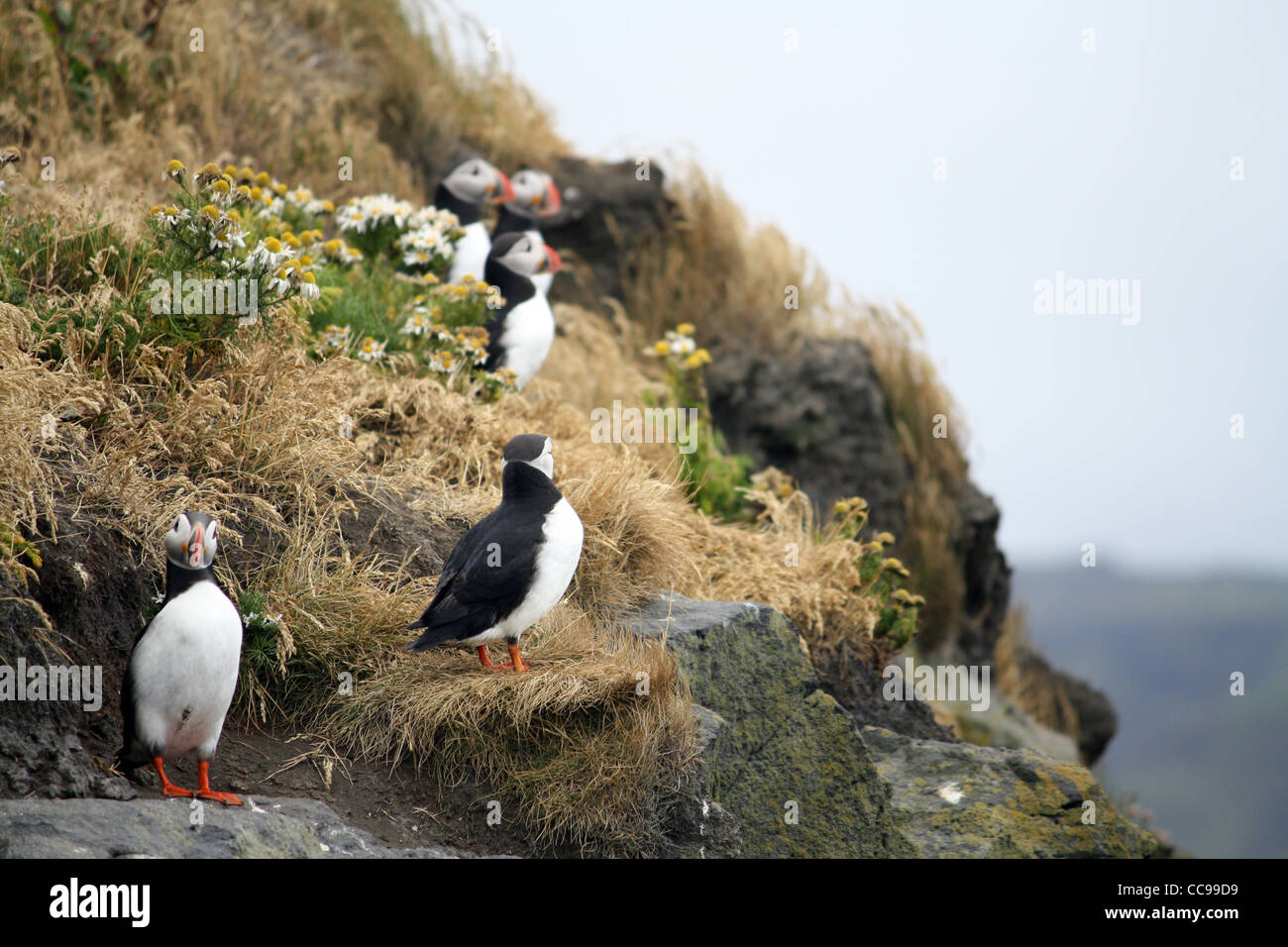 Puffins on a cliff Stock Photo - Alamy