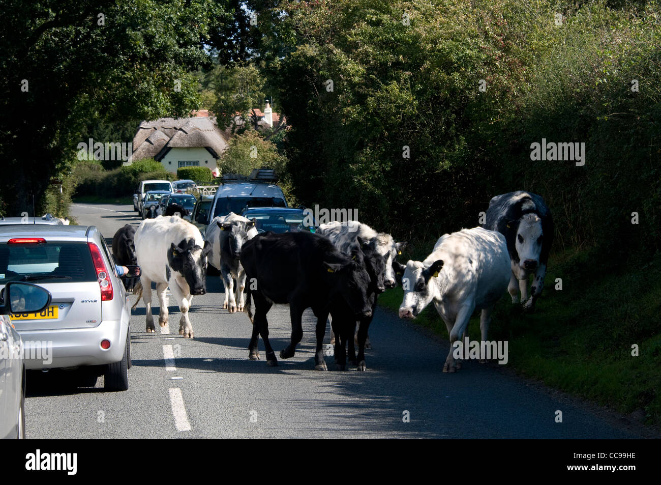 A herd of cows strolling up a road without a farmer, causing a minor ...