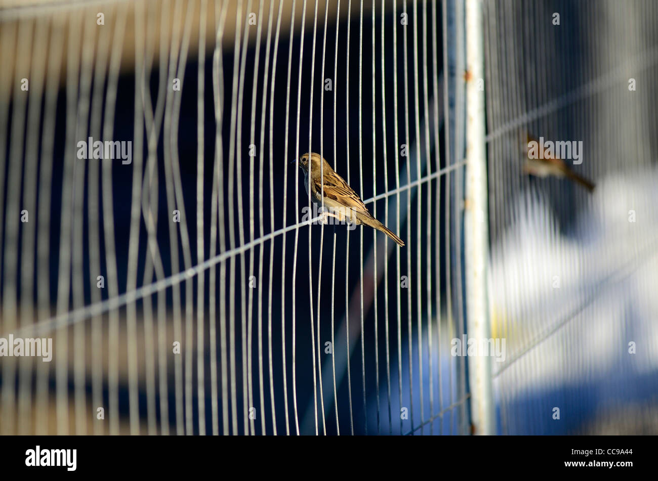 female house sparrow on metal fence on building site Stock Photo - Alamy