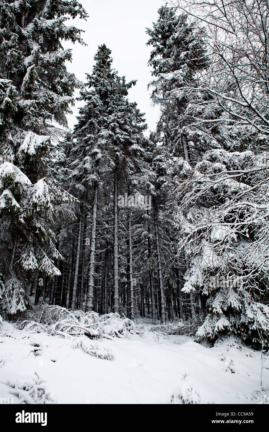 Landscape snow covered fir trees hi-res stock photography and images ...