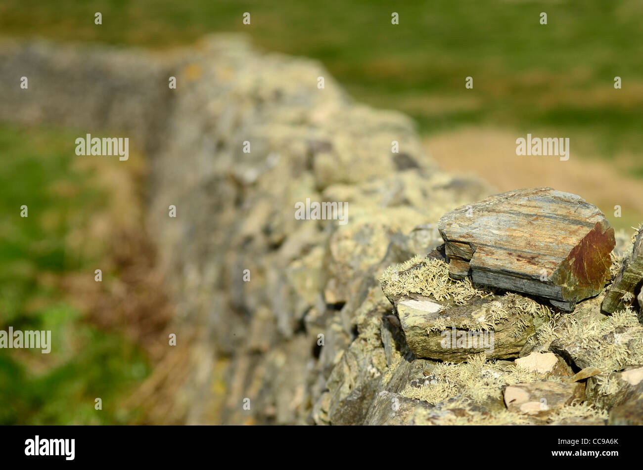 Cornish hedge Nr. The Lizard Cornwall UK Stock Photo - Alamy